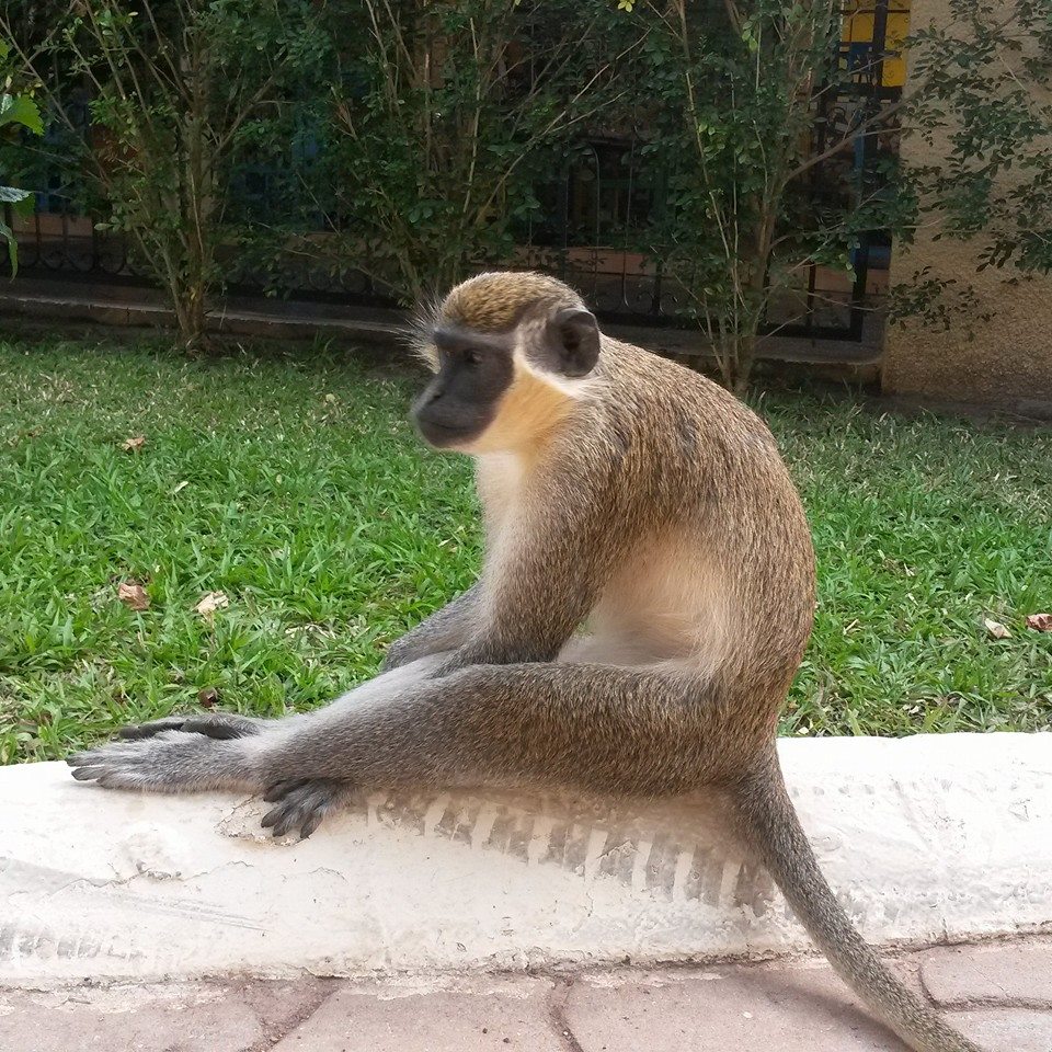 Découvrir la Gambie |Partie 2, les lieux incontournables – Biobeaubon ...